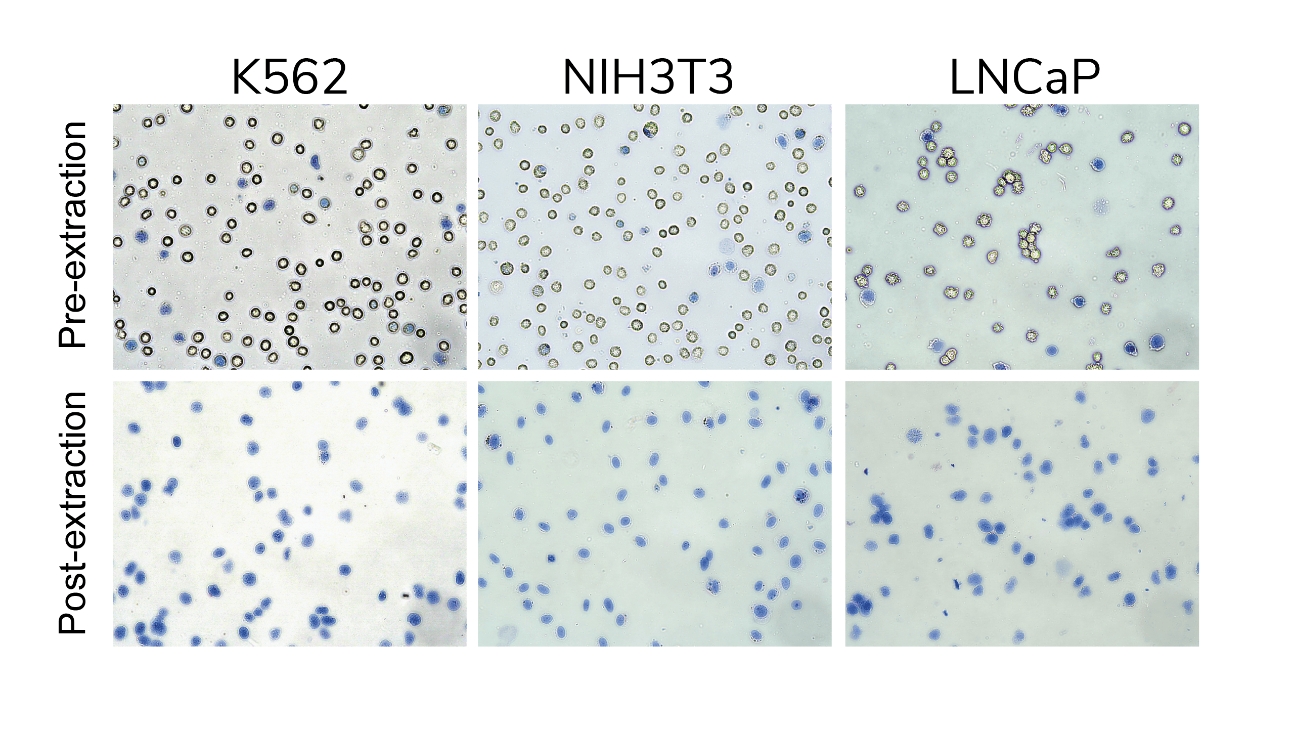 Nuclei Extraction Protocol For Cutana™ Assays